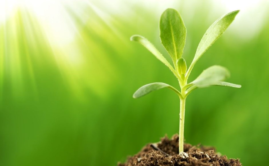Amazing Plants with Incredible Health Benefits - GetHow Amazing Plants with Incredible Health Benefits - GetHow